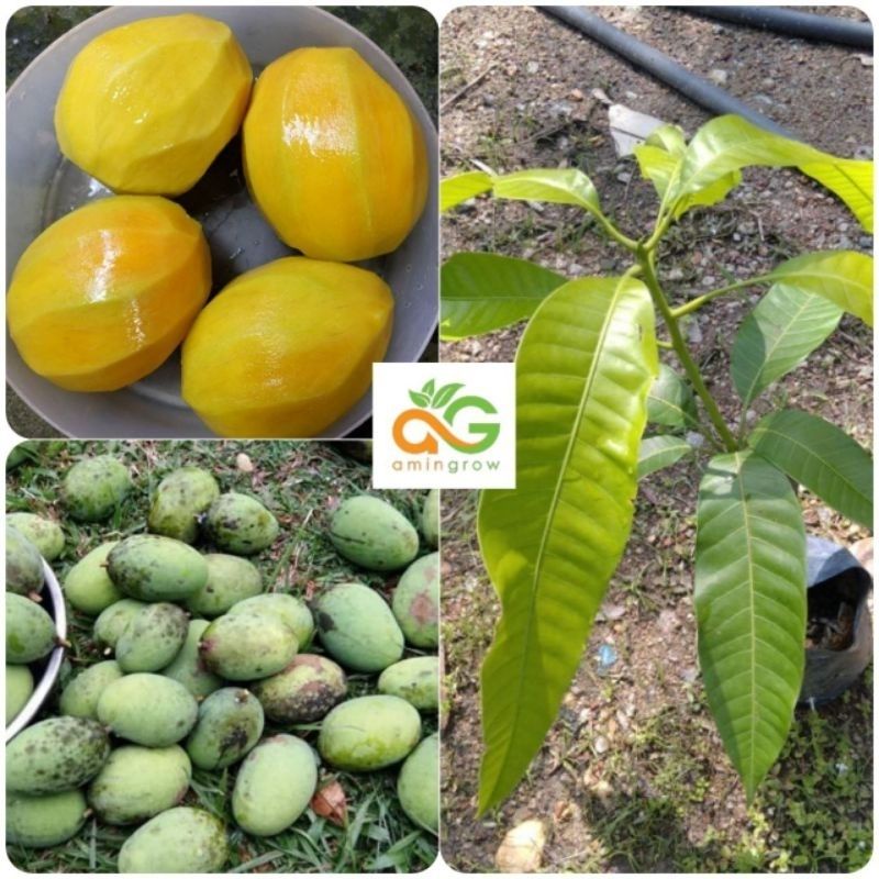 amingrow- 🌱Anak pokok Kuini/Kuinin kahwin (Mangifera odorata)- pokok ...