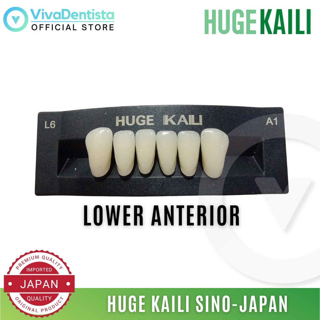 Huge Kaili Lower Anterior (Synthetic Polymer Teeth / Artificial Teeth ...