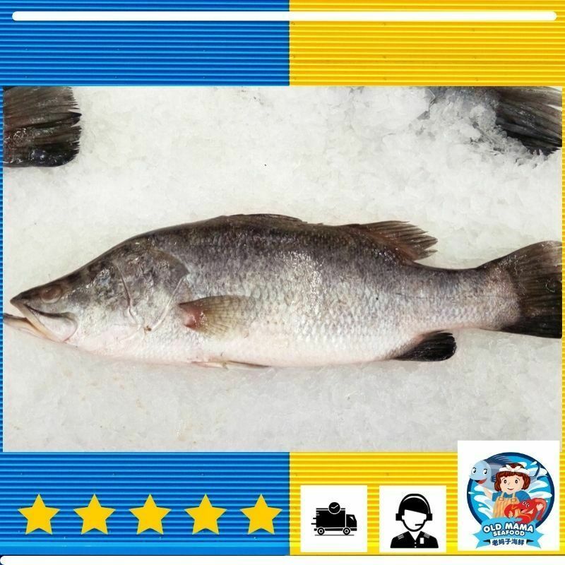 Local Barramundi Whole Fish / 本地石甲鱼 (900-1000gm/nos) Ikan Siakap Fresh ...