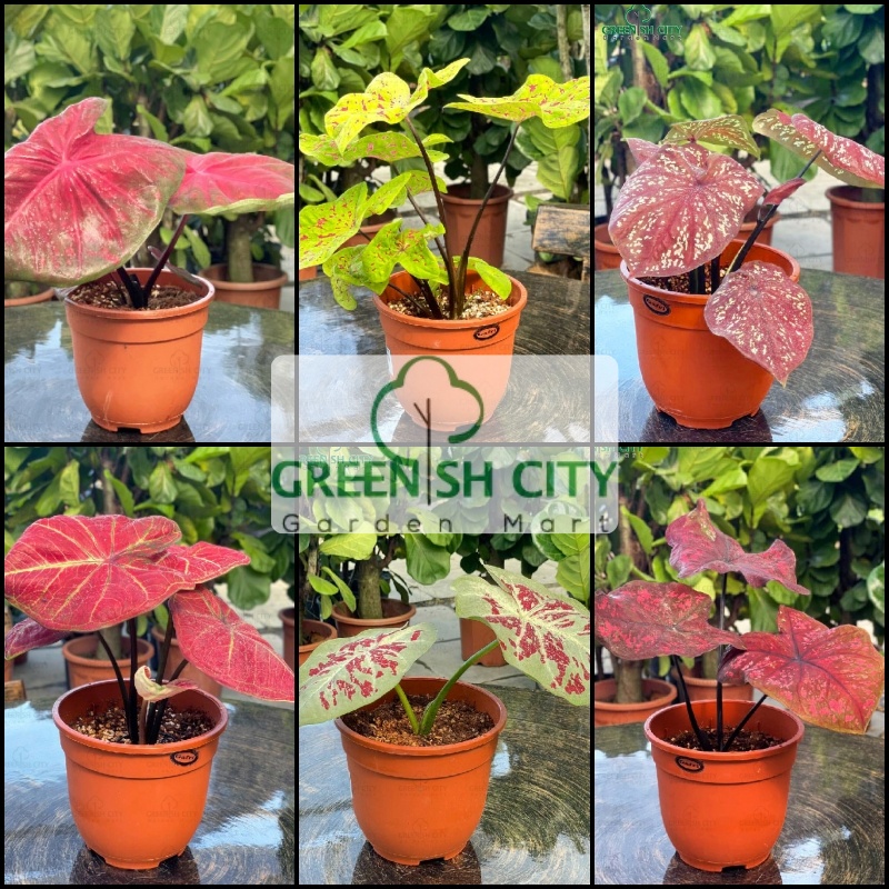 GNC Caladium Plants Pokok Keladi Hidup Sparkle|Majesty|Passion|Tootsie ...
