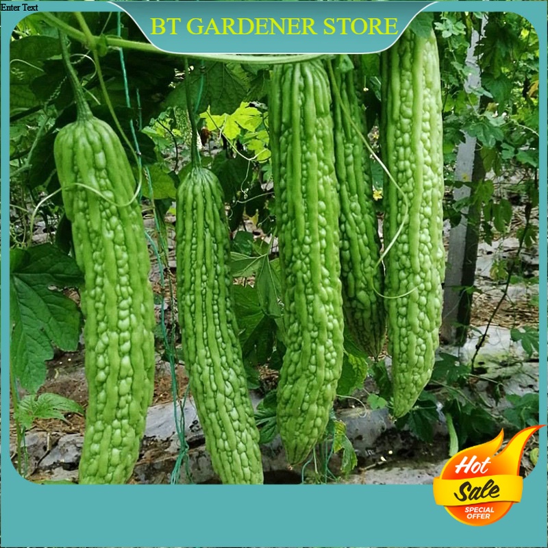 8 pcs Taiwan Long Freen Bitter Gourd Seed Biji Benih Labu Pahit Extra ...