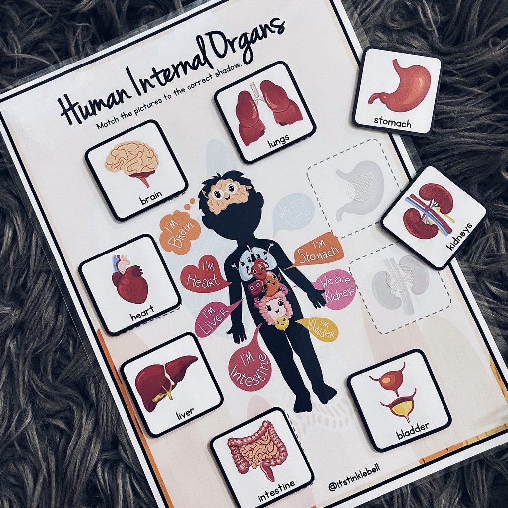 Human Internal Organs - velcro laminated activity | Shopee Malaysia