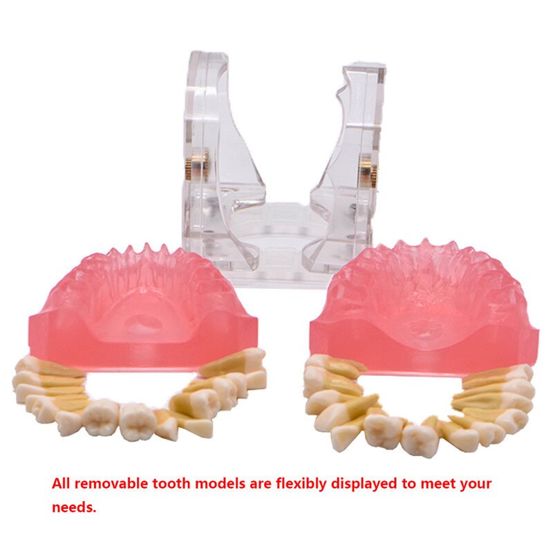 Dental Model Removable Teeth Soft Gum Teeth Model TYPODONT Tooth Model ...
