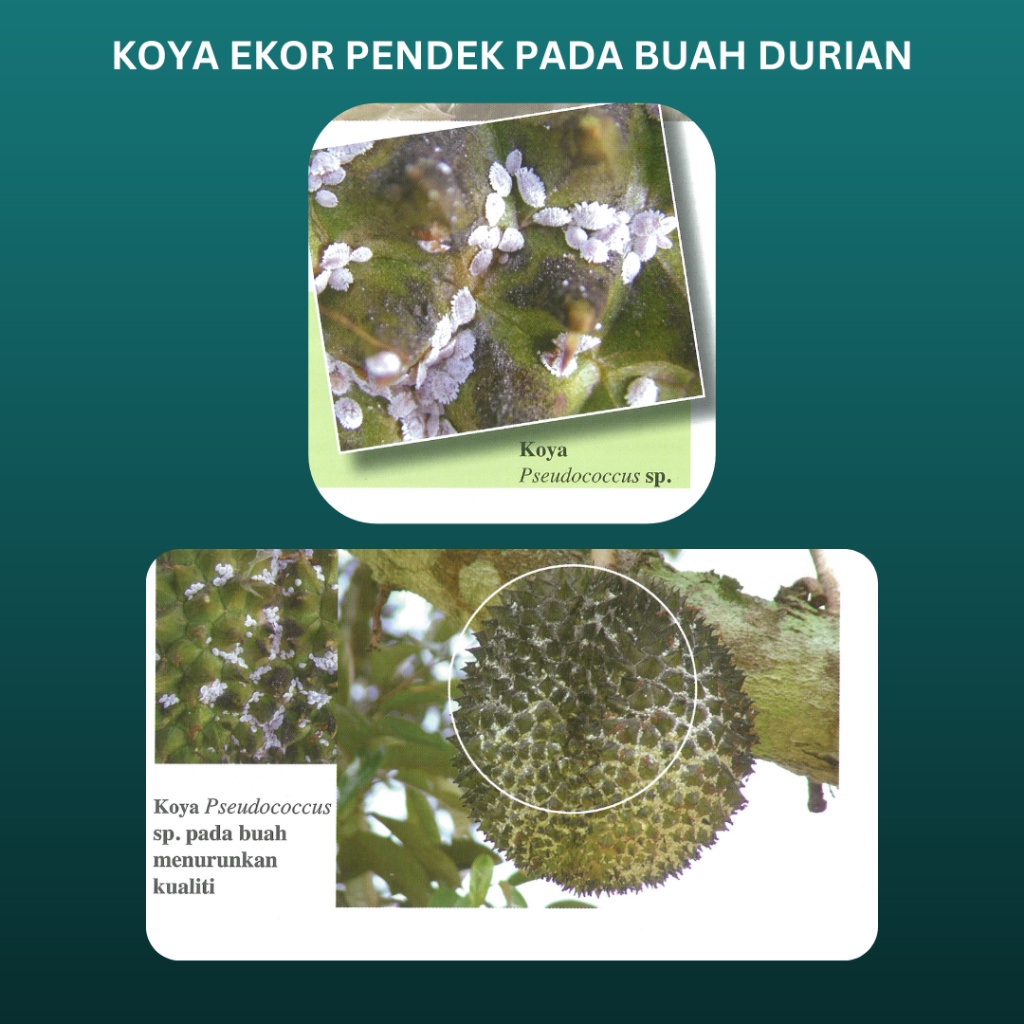 Racun Lelompat daun Mangga Mango Leafhopper (Idioscopus nitidulus ...