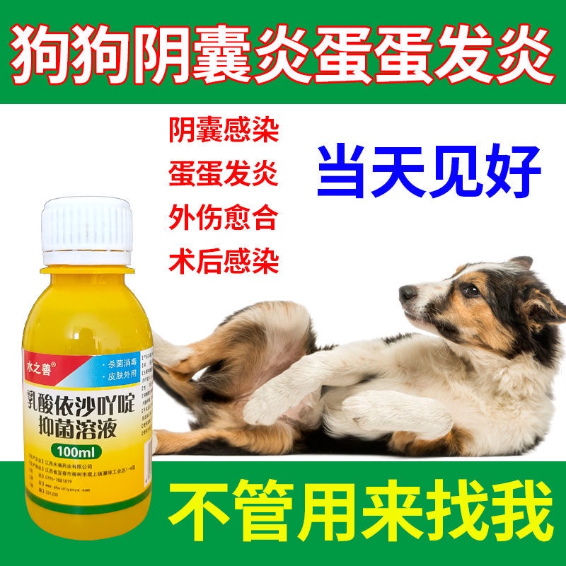 Dog Scrotum Inflammation Dedicated Eggs Inflammation Licking Eggs Red ...