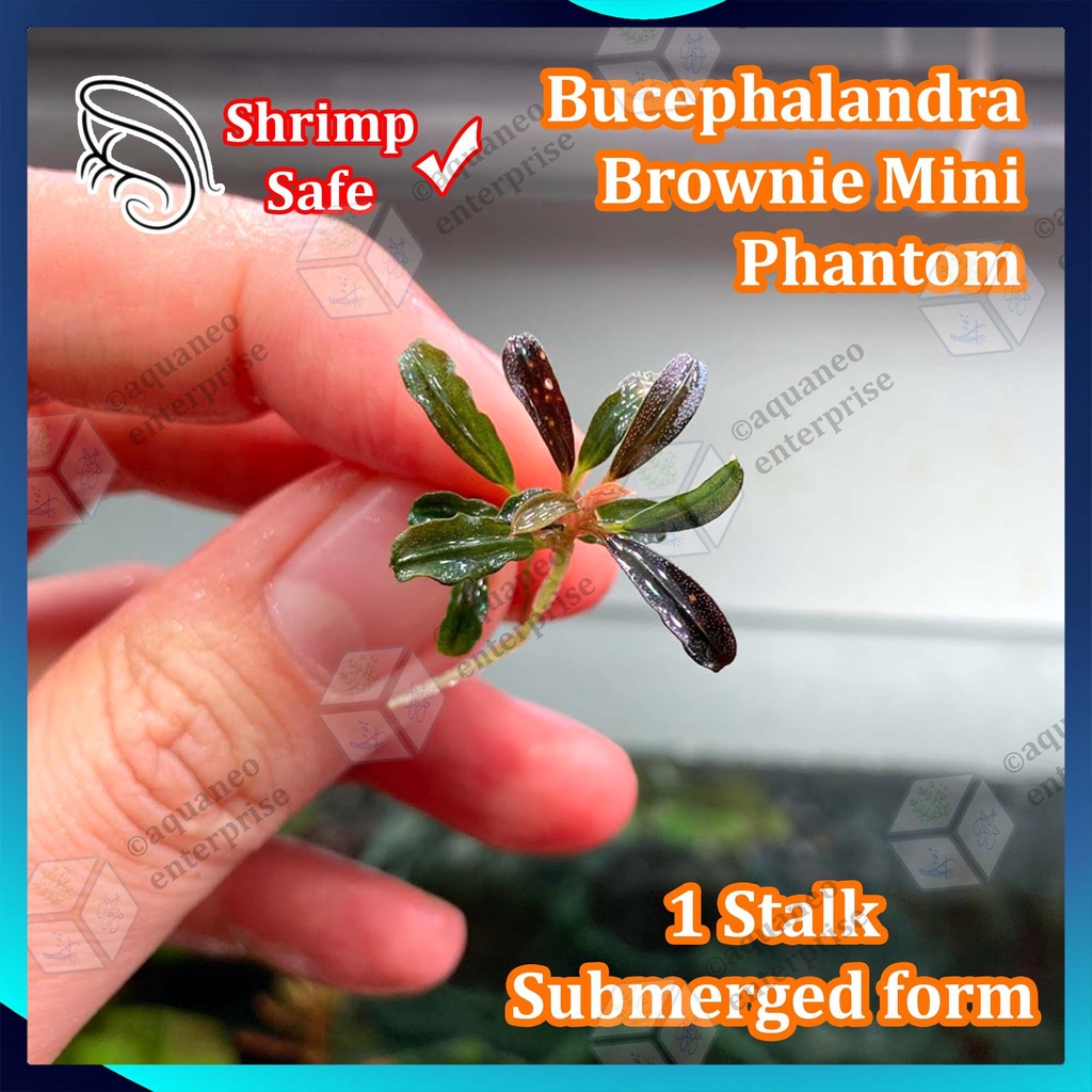[Low Tech] Bucephalandra Brownie Mini Phantom LP Aquatic Plant - 1 ...
