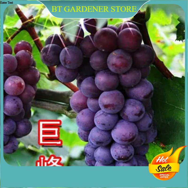 5 Pcs Kyoho Grape Seed Easily Germinate Biji Benih Anggur Ready Stock ...