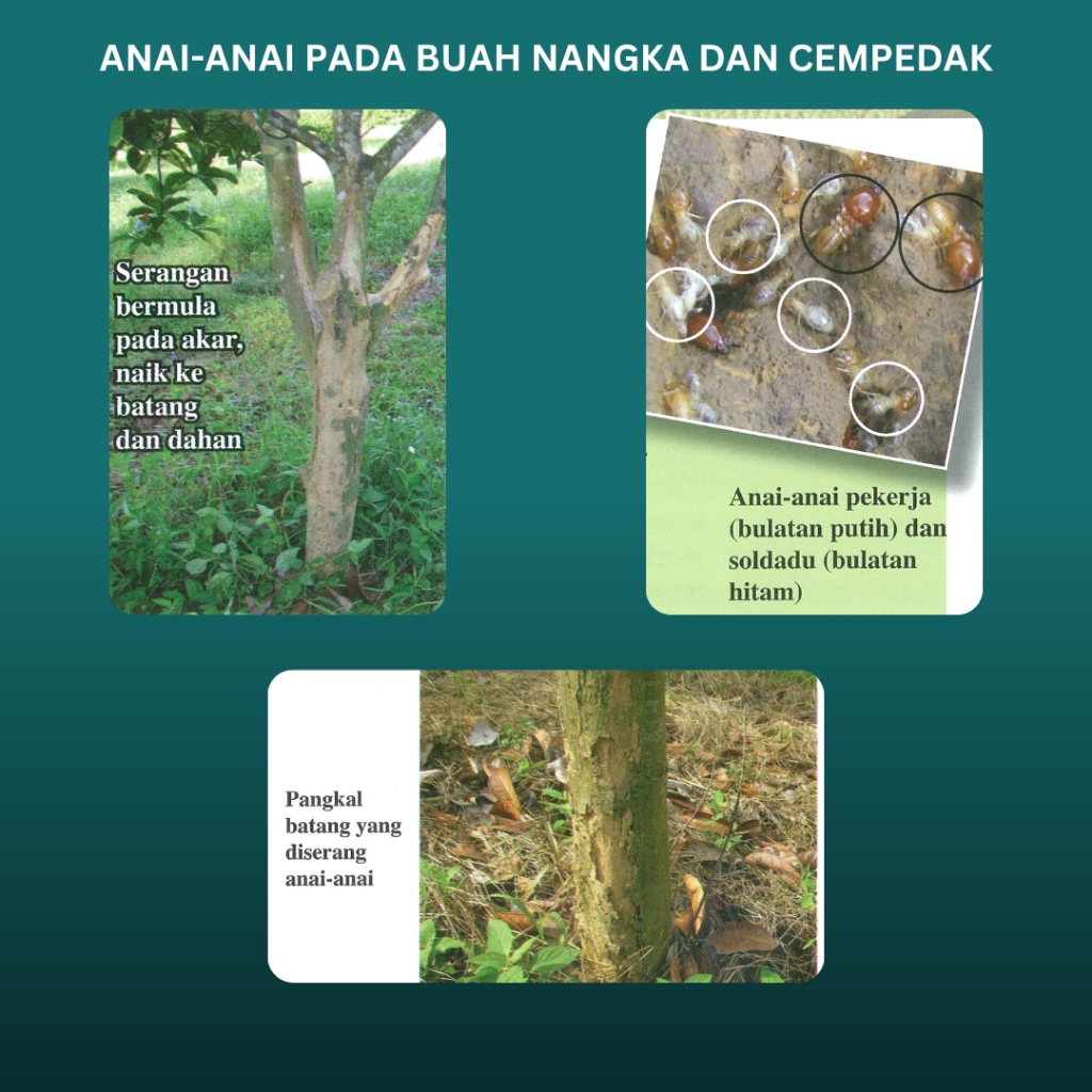 Racun Lelompat daun Mangga Mango Leafhopper (Idioscopus nitidulus ...