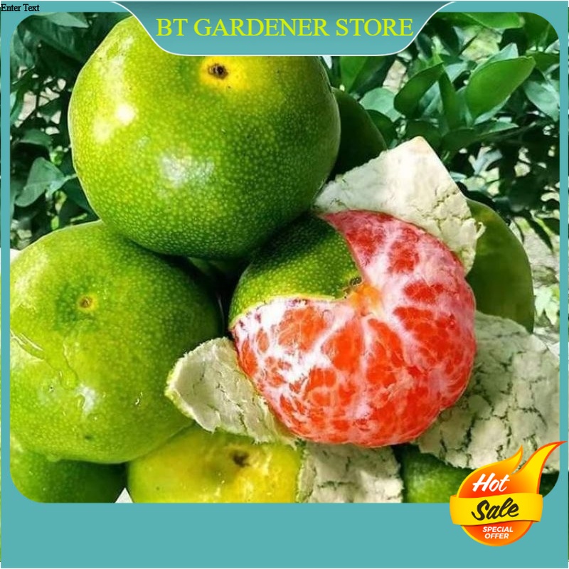 Sarawak Local Pokok Limau Manis Bintangor Sweet Orange Manis Pokok Tut ...