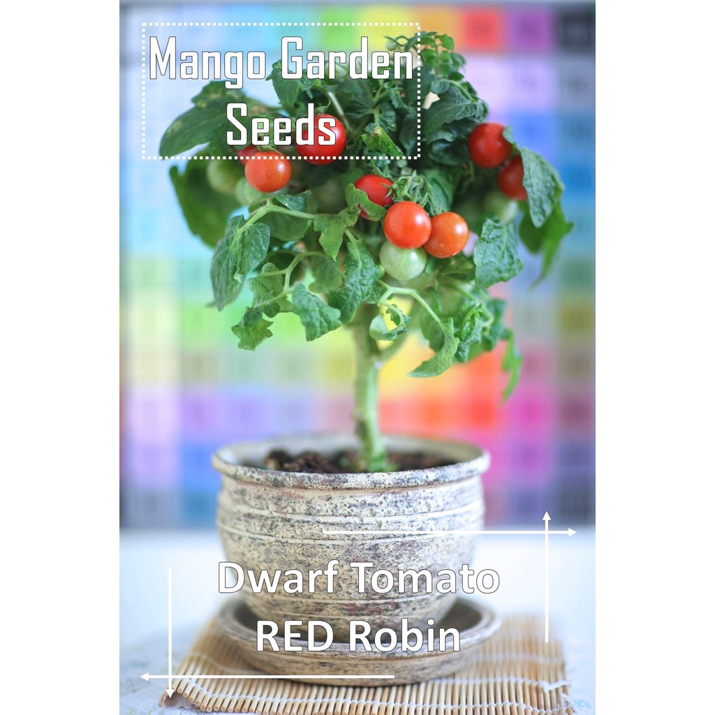 Dwarf RED Robin Tomato Seeds - 5 Seed *Pot Friendly* Tanam Pasu Tomato ...