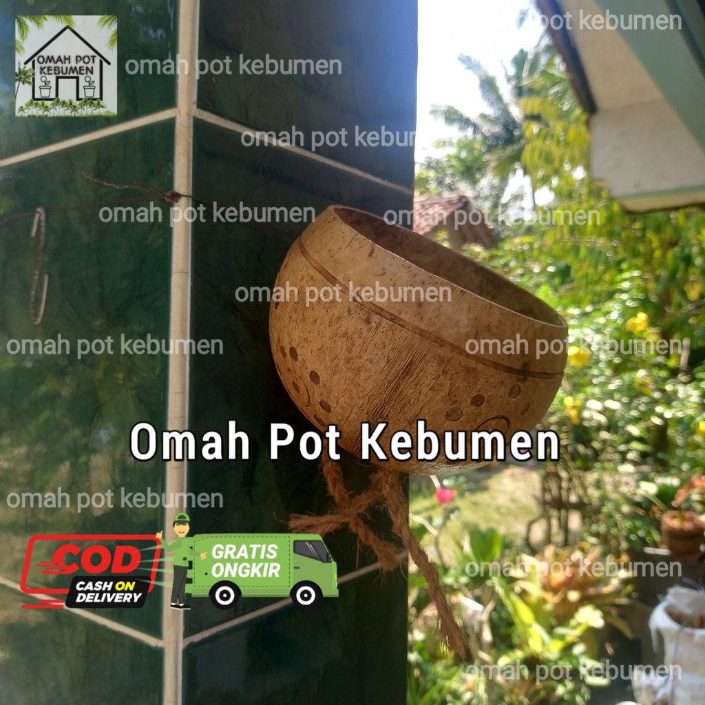 Orchid pot Paste Coconut Shell Hanging Orchid Flower pot | Shopee Malaysia