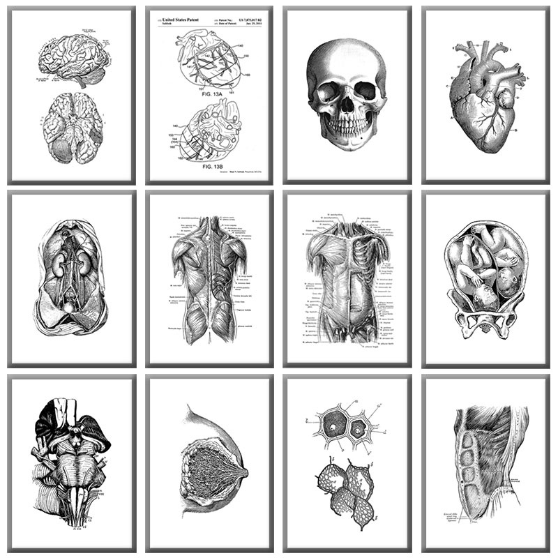 Human Anatomy Art Poster Medical Skeleton Muscle Canvas Painting Wall ...