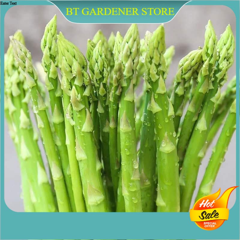 Benih Asparagus Traditional 10pcs/传统芦笋 Ready Stock Sarawak | Shopee ...