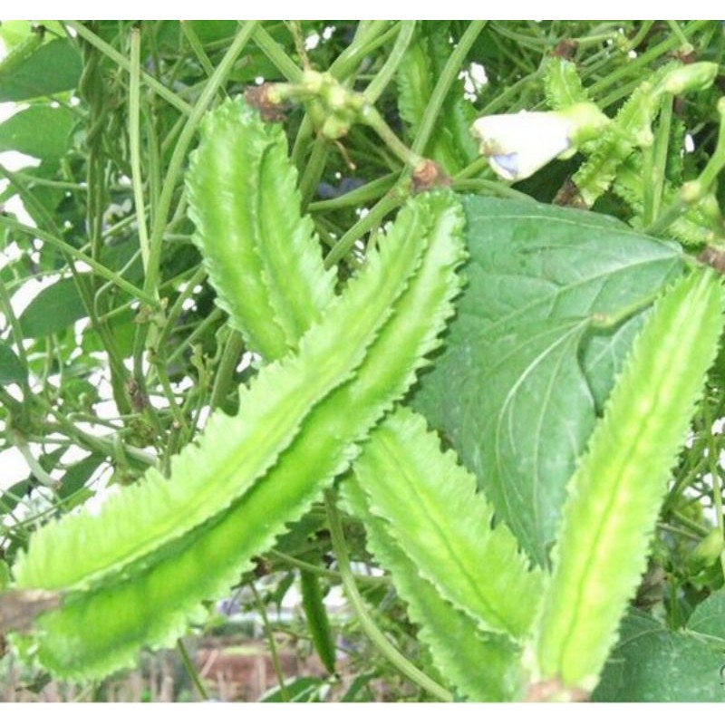 B19 kacang botol Bean Seeds Biji Kacang Sayap 精选四棱豆种子/四棱豆苗 豆角四角豆皇帝豆 ...