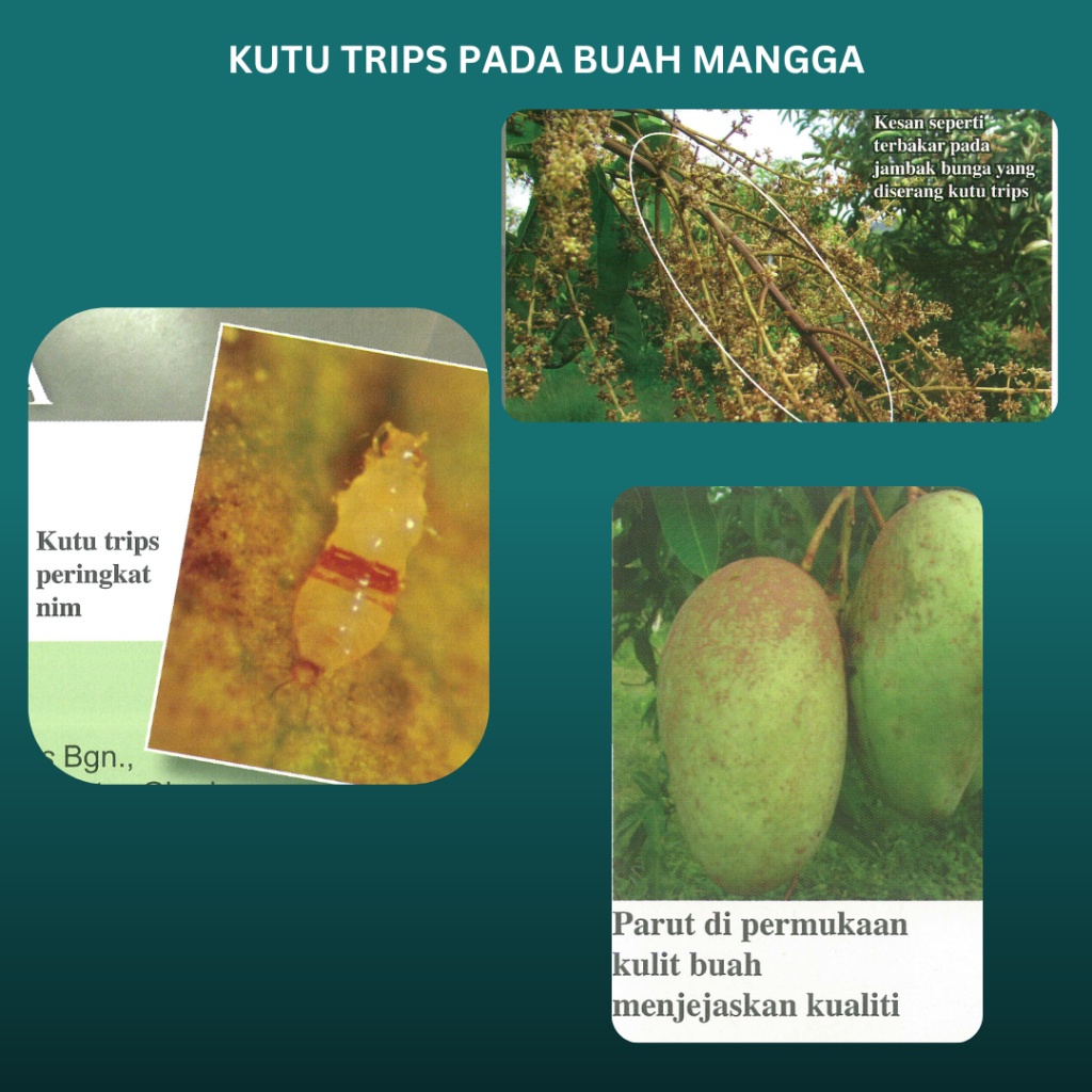 Racun Lelompat daun Mangga Mango Leafhopper (Idioscopus nitidulus ...