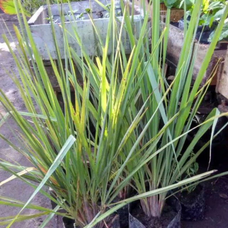 Pokok Serai Wangi Dlm Polybag (asal Dari / Origin From MEDAN, INDONESIA ...