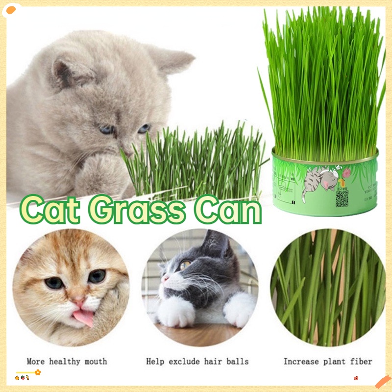 Fresh Cat Grass Can Soilless Organic Cat Grass Planting Pot Hydroponic ...