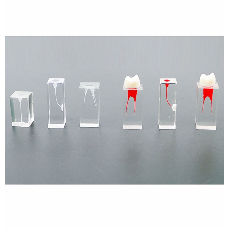 Training Student Dental Model Endodontic Root Canal Block Practice ...