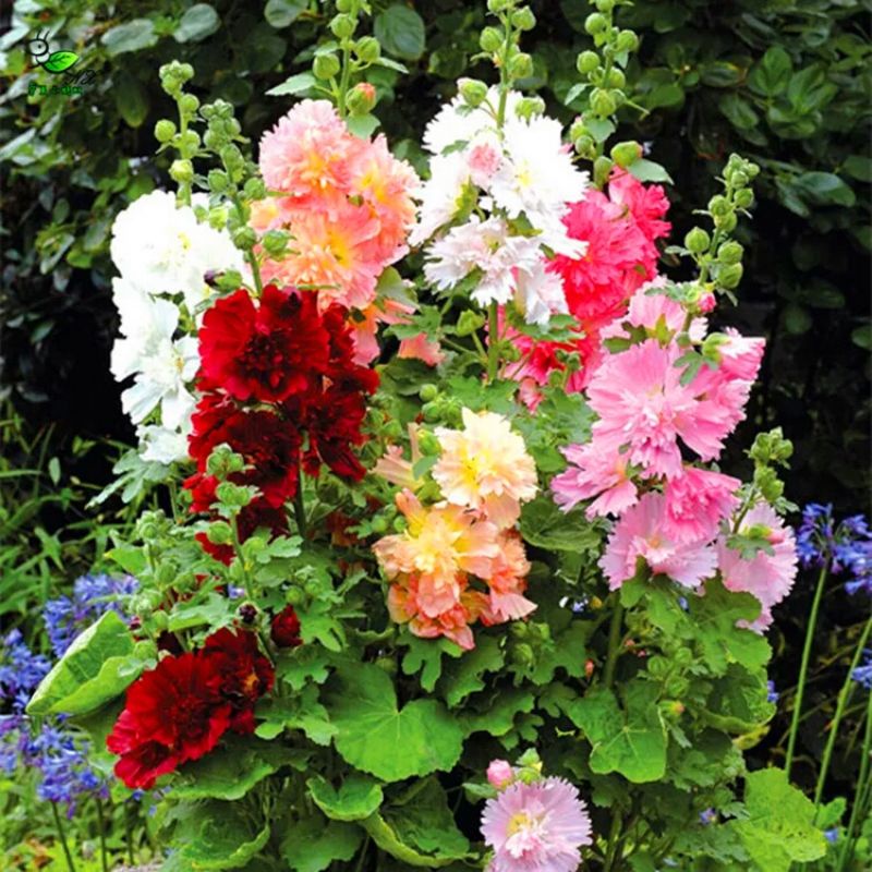 [30biji]Benih Bunga Hollyhock Double Althea Rosea| 重瓣蜀葵籽种子 | Shopee ...