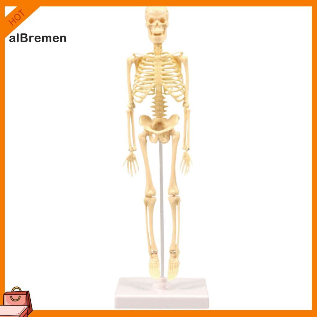 (New) DIY Learning Kit for Student Skeleton Model Educational Toy ...