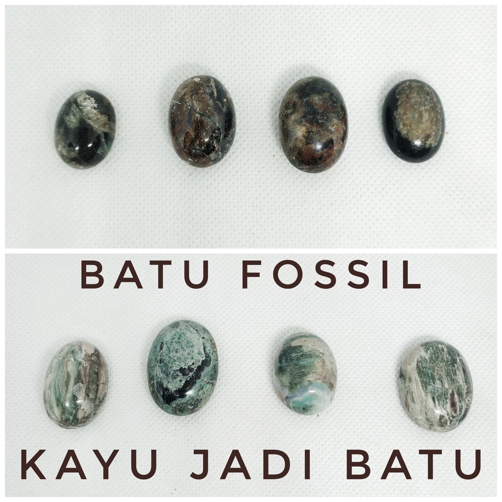 ( READY STOCK) BATU FOSSIL LUMUT | Shopee Malaysia