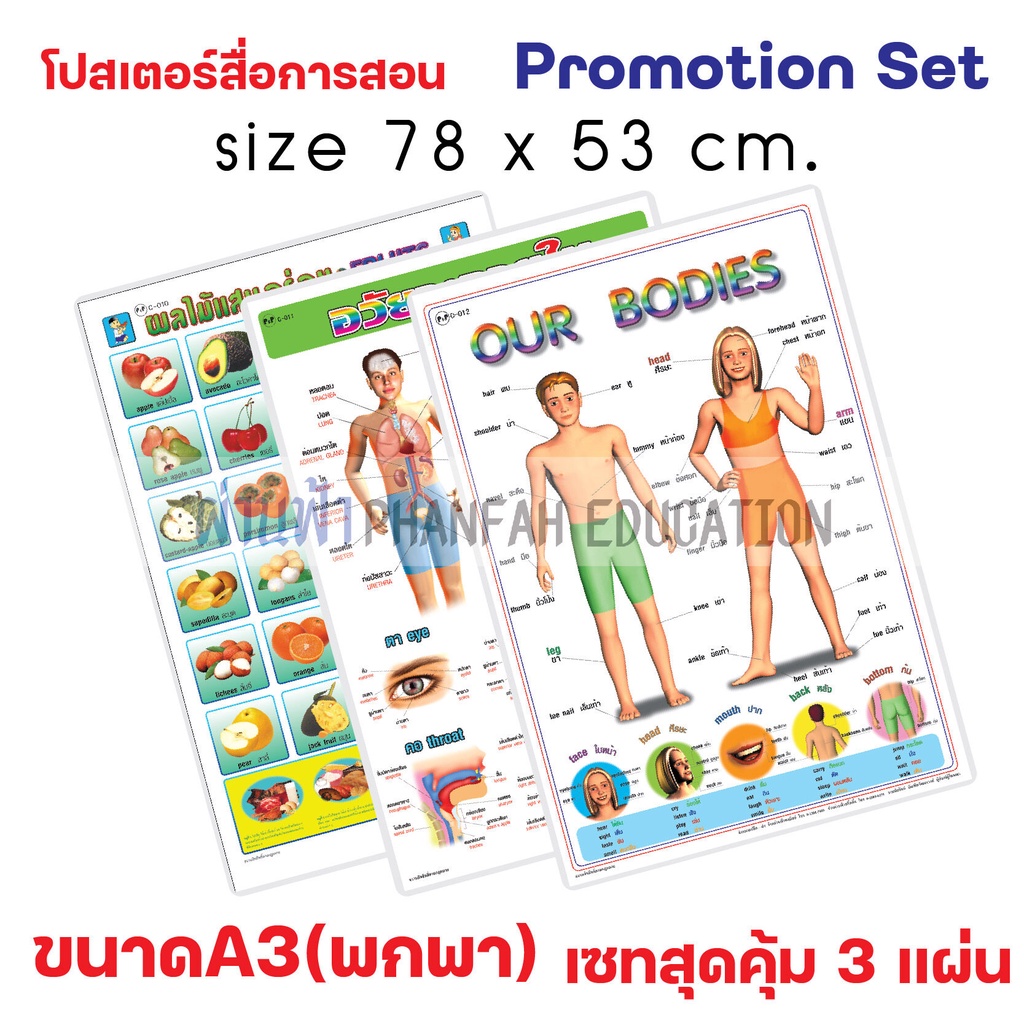 Value Set 3 Sheets A3 Size Portable Poster For Kid Education My Body ...