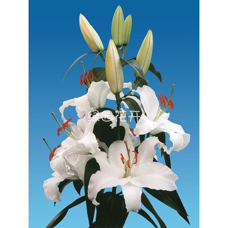 Single-bulb lily free shipping imported holland lily flower ball ...
