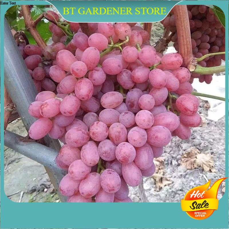 Anak Pokok Anggur Spesis Red Crimson Grape Tree Seedlings Ready Stock ...
