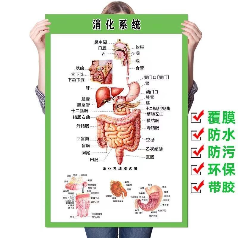 8.15 Human Organ Chart Intestinal Digestive System Schematic Chart ...