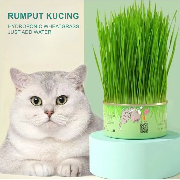 Hydroponic Rumput Kucing Cat Grass Growing Kit Gandum Rye Wheatgrass ...