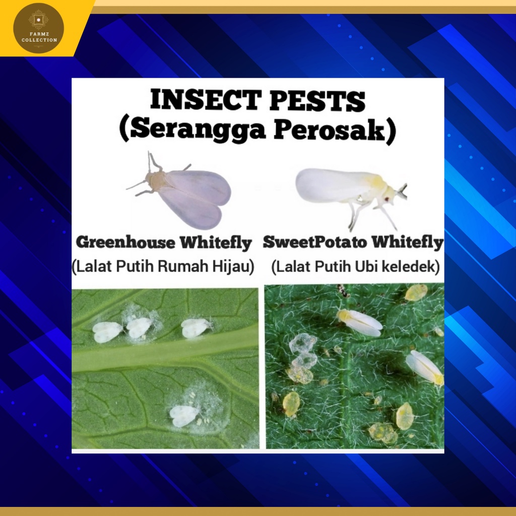 Racun Serangga Kumbang Daun Cucurbit Beetle Aulacophora indica ...