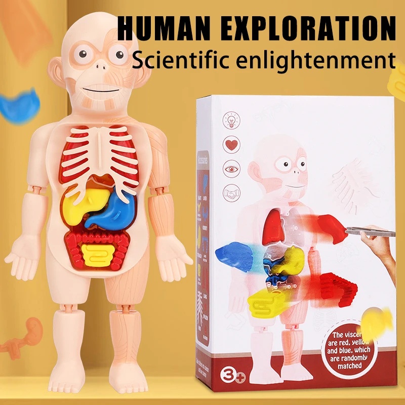 DIY Assembled Human Body Anatomy Model Kid Montessori 3D Puzzle ...