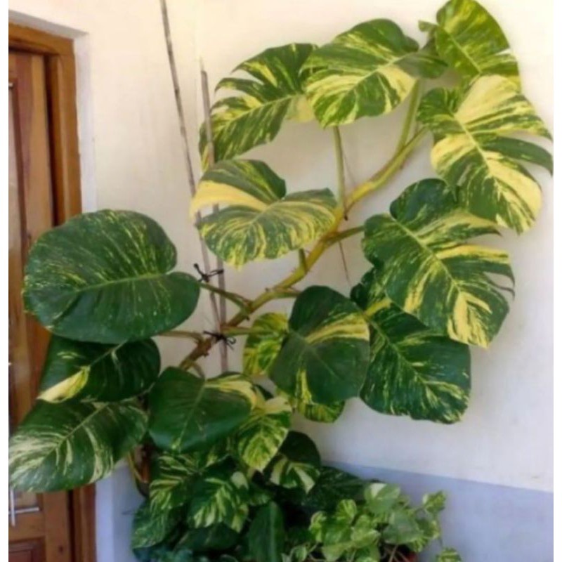 CHEAPEST New epipremnum aureum seeds /monstera raisa - jumbo variegated ...