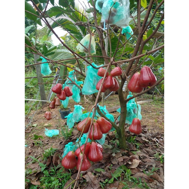 Pokok Jambu madu merah thai (hybrid) cepat berbuah / pokok jambu madu ...