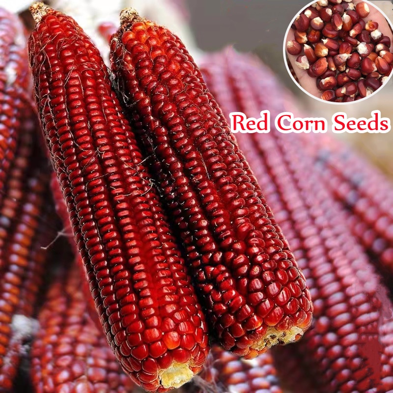 20pcs Sweet Red Corn Seeds Bonsai Rare Air Plants Seeds for Planting ...