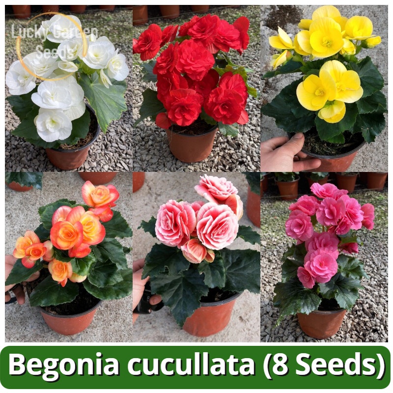 Rare Begonia Cucullata Flower Plant Seeds (8 Seeds) Benih Pokok Bunga ...