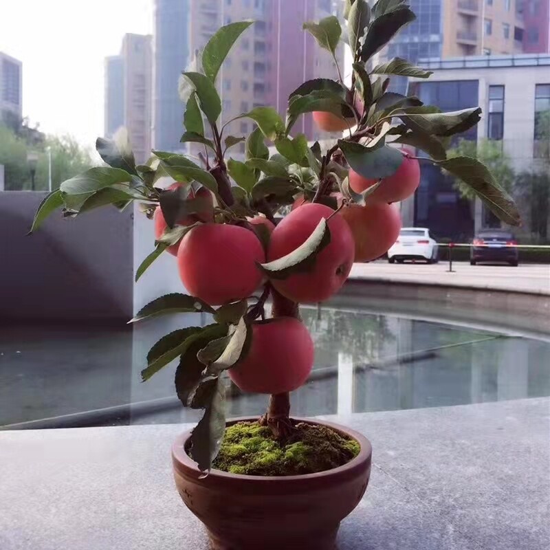 50pcs High Germination Apple Seed Very Good Dwarf Apple Plant Fruit Seeds for Planting Benih ...