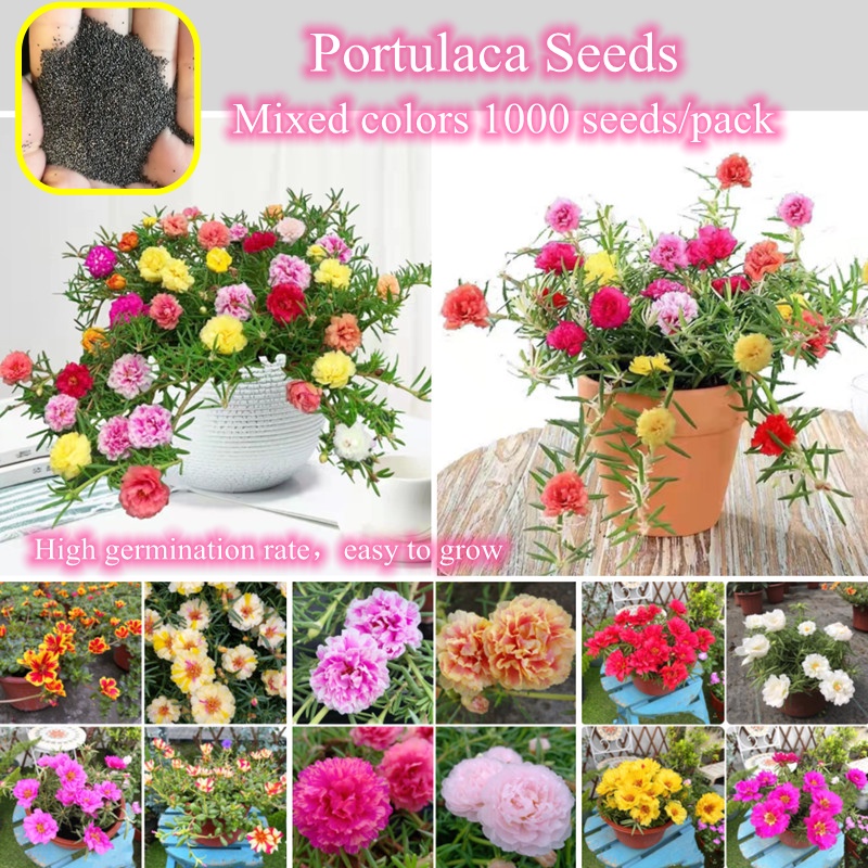 1000pcs Mixed Colors Portulaca Seeds for Sale Mix Rose Japan Colour ...