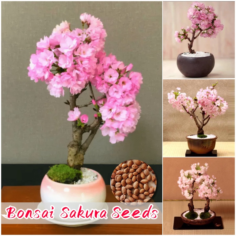 [100% Original Seed] Japanese Sakura Seeds Flower Seeds for Gardening ...