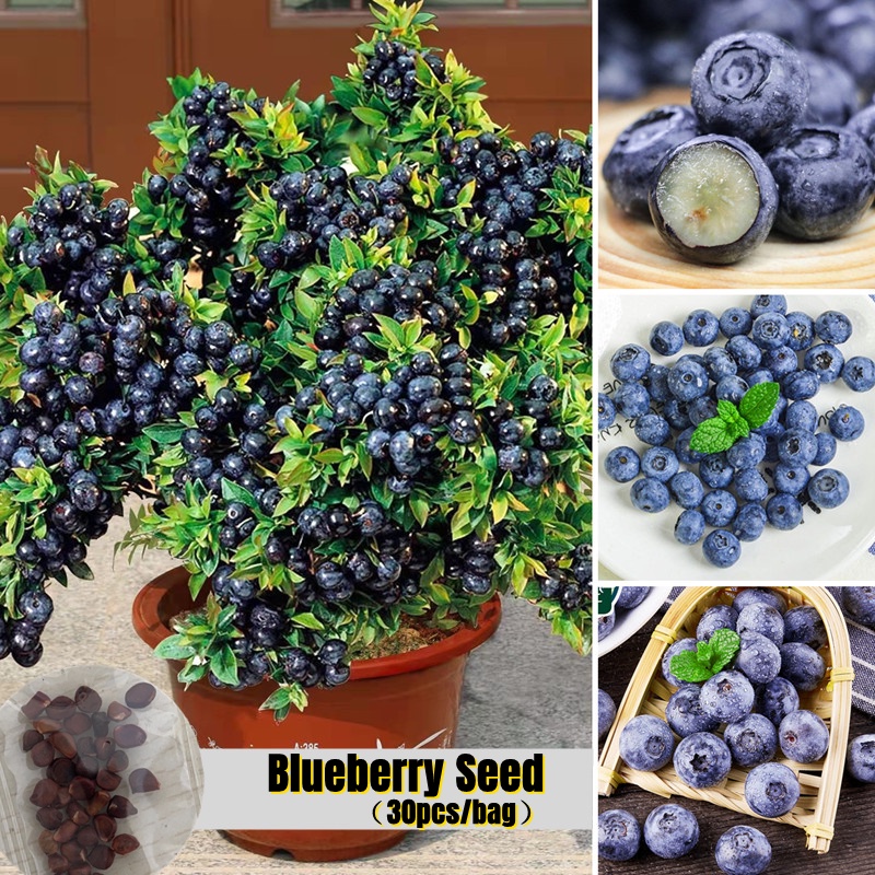 30 Seeds Edible Blueberry Tree Seeds Sweet Fruit Seeds Bonsai Fruit ...