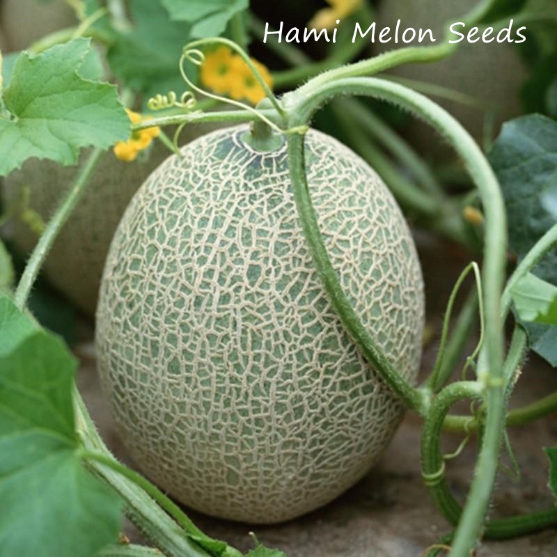 Ready Stock 100pcs Crown Honey Melon Melon In Xinjiang Hami Melon Seeds ...