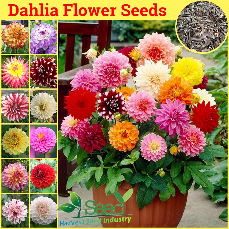 Benih Pokok Bunga Dahlia Flower Seeds for Planting (200pcs/bag, Mixed ...