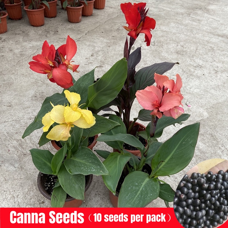 Bonsai Seeds (10pcs/bag) Canna Lily Flower Seeds for Sale Pachira Dwarf ...