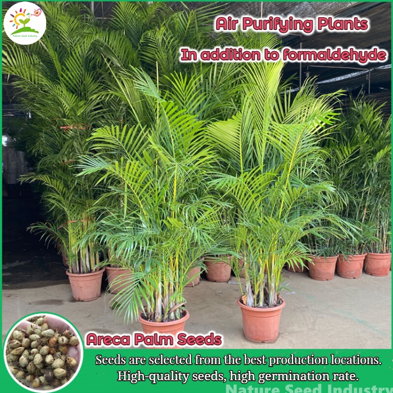 Areca Palm Seeds for Planting (10 seeds/bag, Suitable for Growing In ...