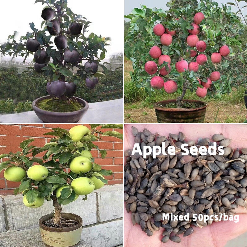 Fast Growing Dwarf Apple Seeds（50 Pcs Per Pack）Heirloom Variety Apple Tree Bonsai Seeds for ...