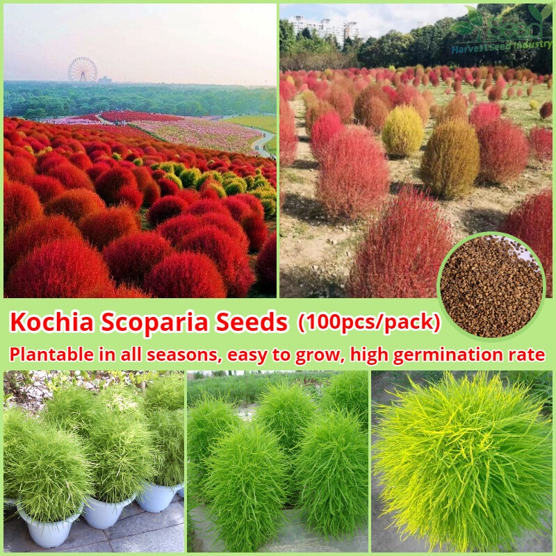 [100% Fresh Seeds] Kochia Scoparia Seeds for Planting (100pcs/bag, Easy ...