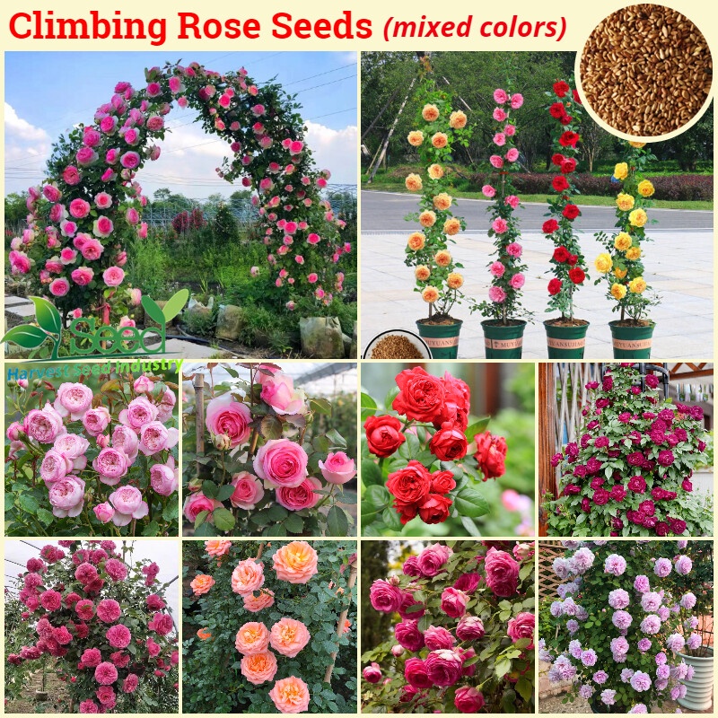 Climbing Rose Seeds for Planting (100 seeds/pack, Mix Color) Garden ...