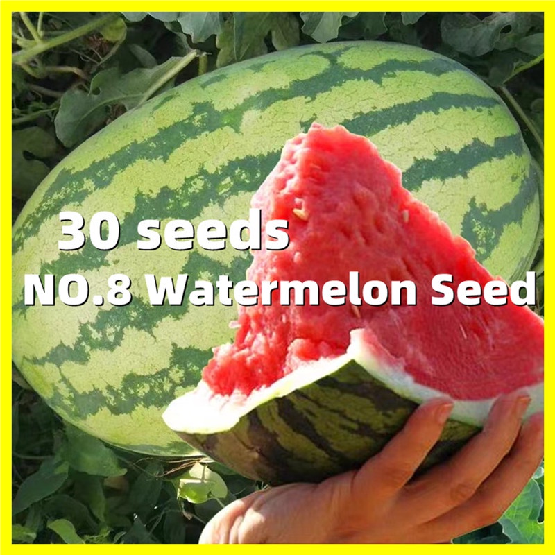 Giant Watermelon Seeds - 30 Seeds Watermelon Seeds for Planting ...