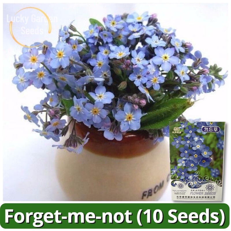 Rare Forget-me-not Seeds (10 Seeds) Benih Bunga Myosotis Flower Seeds ...