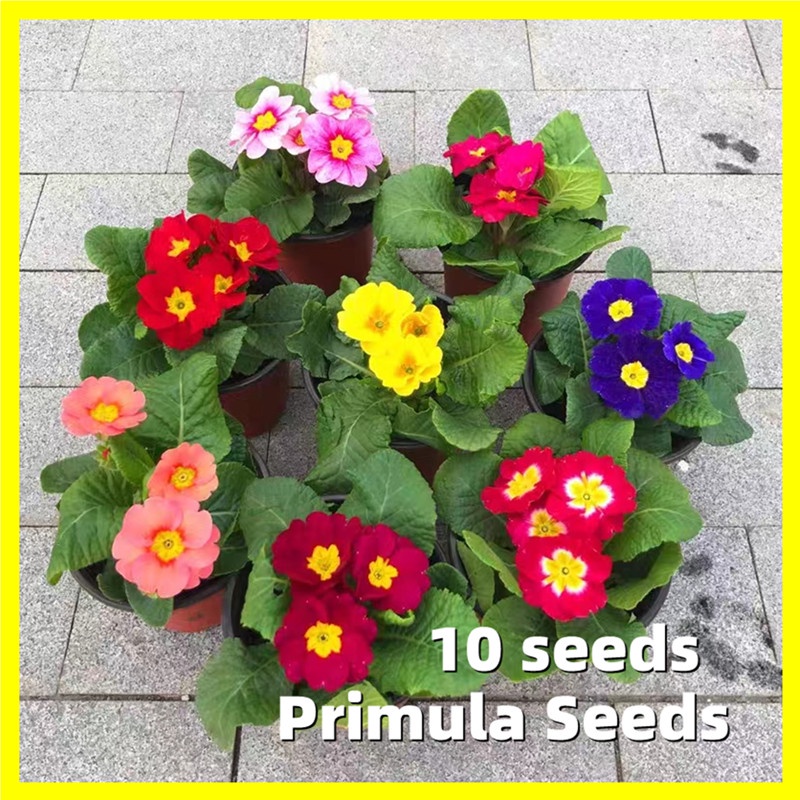 Primula Flower Seeds - 10 Seeds Multicolor Primula Seeds for Planting ...